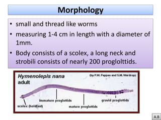 Hymenolepis nana- Dwarf Tapeworm | PDF