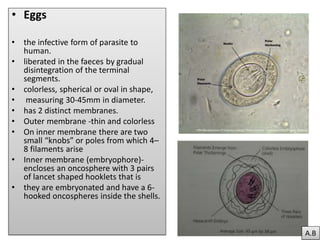 Hymenolepis nana- Dwarf Tapeworm | PDF