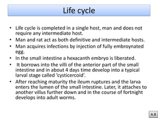 Hymenolepis nana- Dwarf Tapeworm | PDF