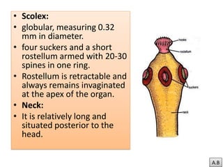 Hymenolepis Diminuta Scolex