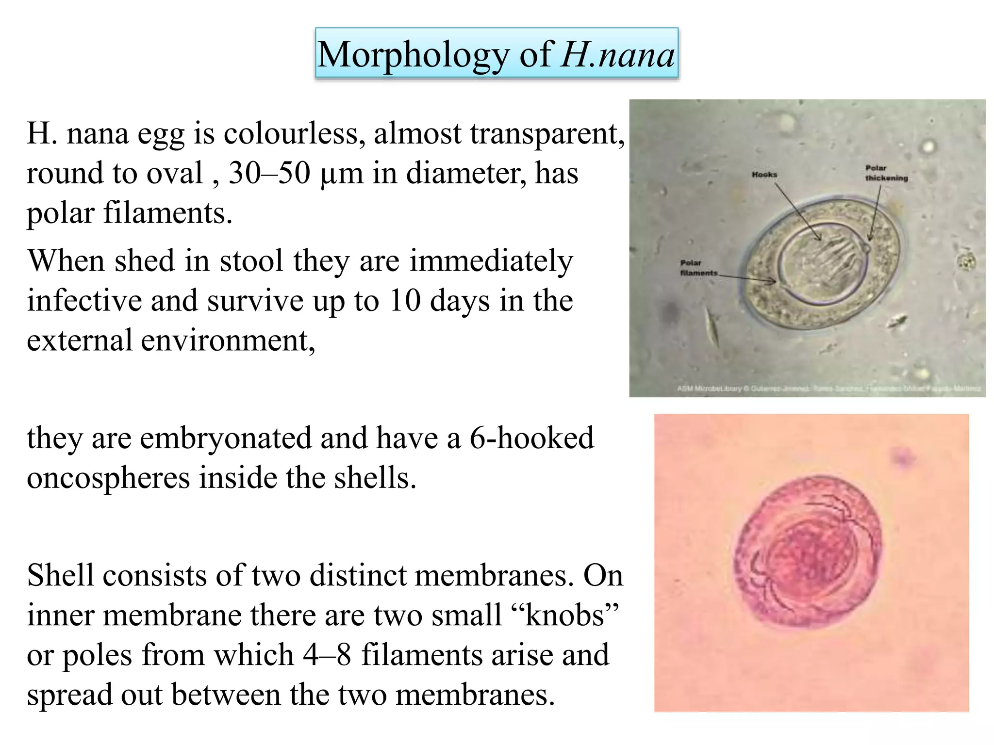 Hymenolepis nana.pptx