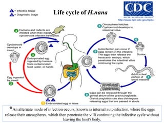 Hymenolepis nana.pptx