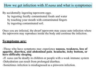 Hymenolepis nana.pptx