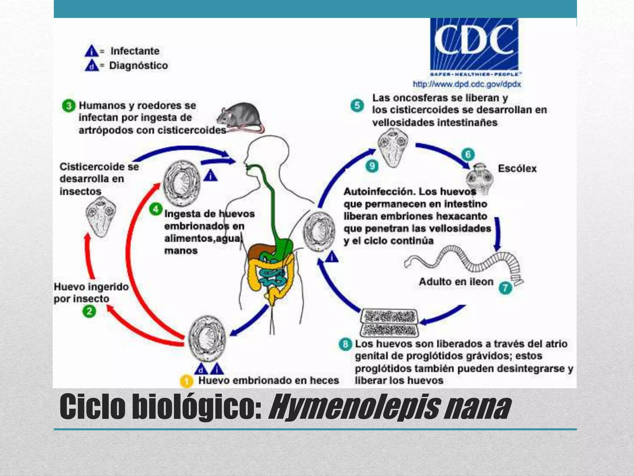 Hymenolepis Nana Y Diminuta Pptx