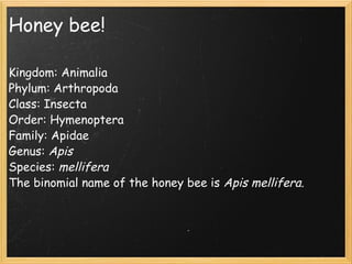 Hymenoptera | PPT