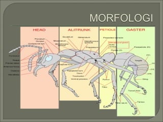 Hymenoptera | PPT