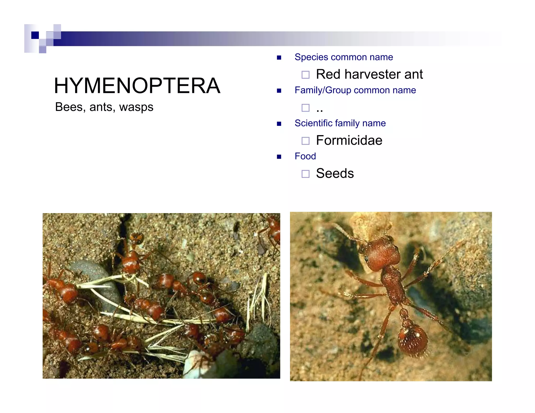 Hymenoptera | PDF