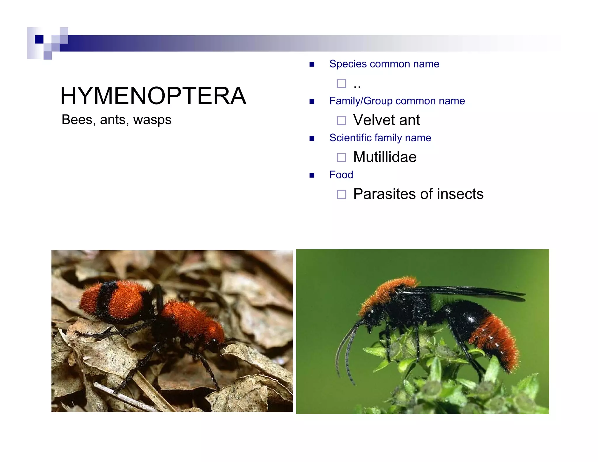 Hymenoptera | PDF