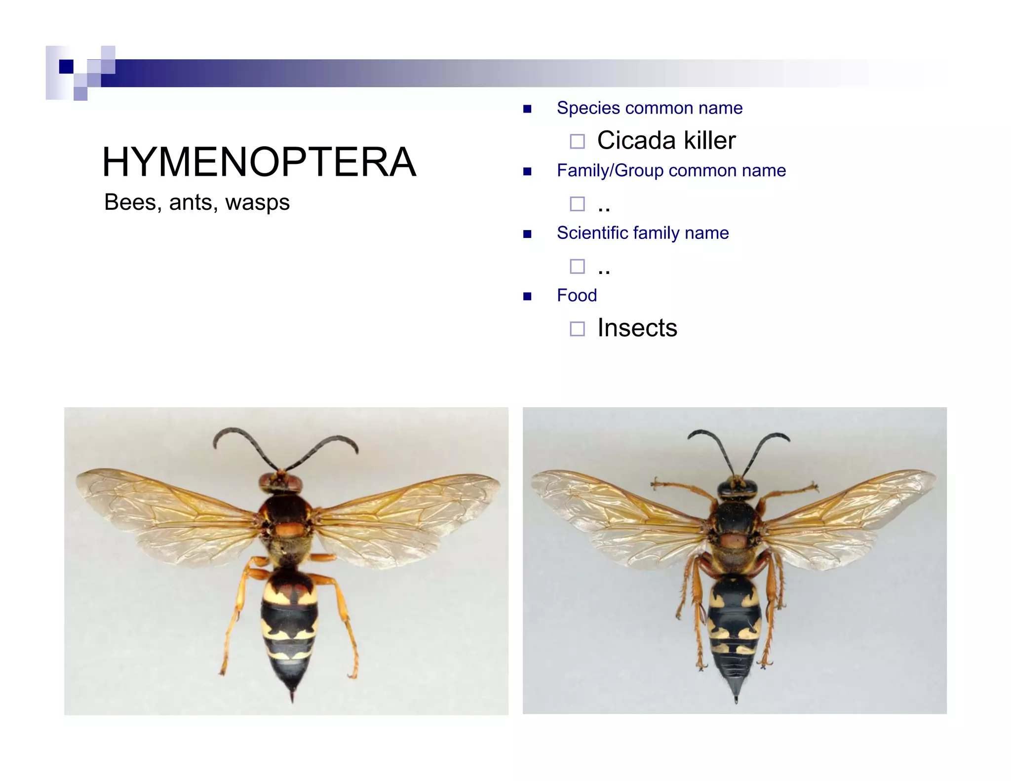 Hymenoptera | PDF