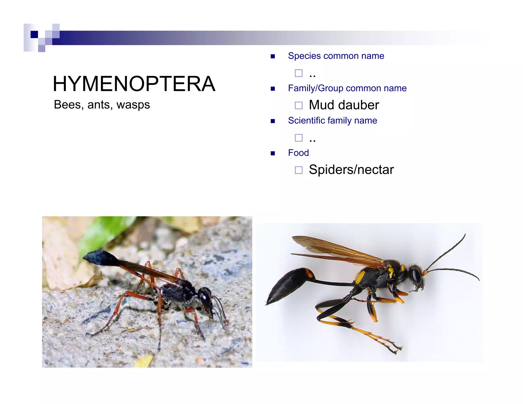 Hymenoptera | PDF