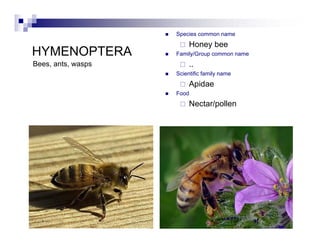 Hymenoptera | PDF