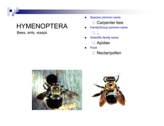 Hymenoptera | PDF