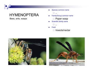 Hymenoptera | PDF