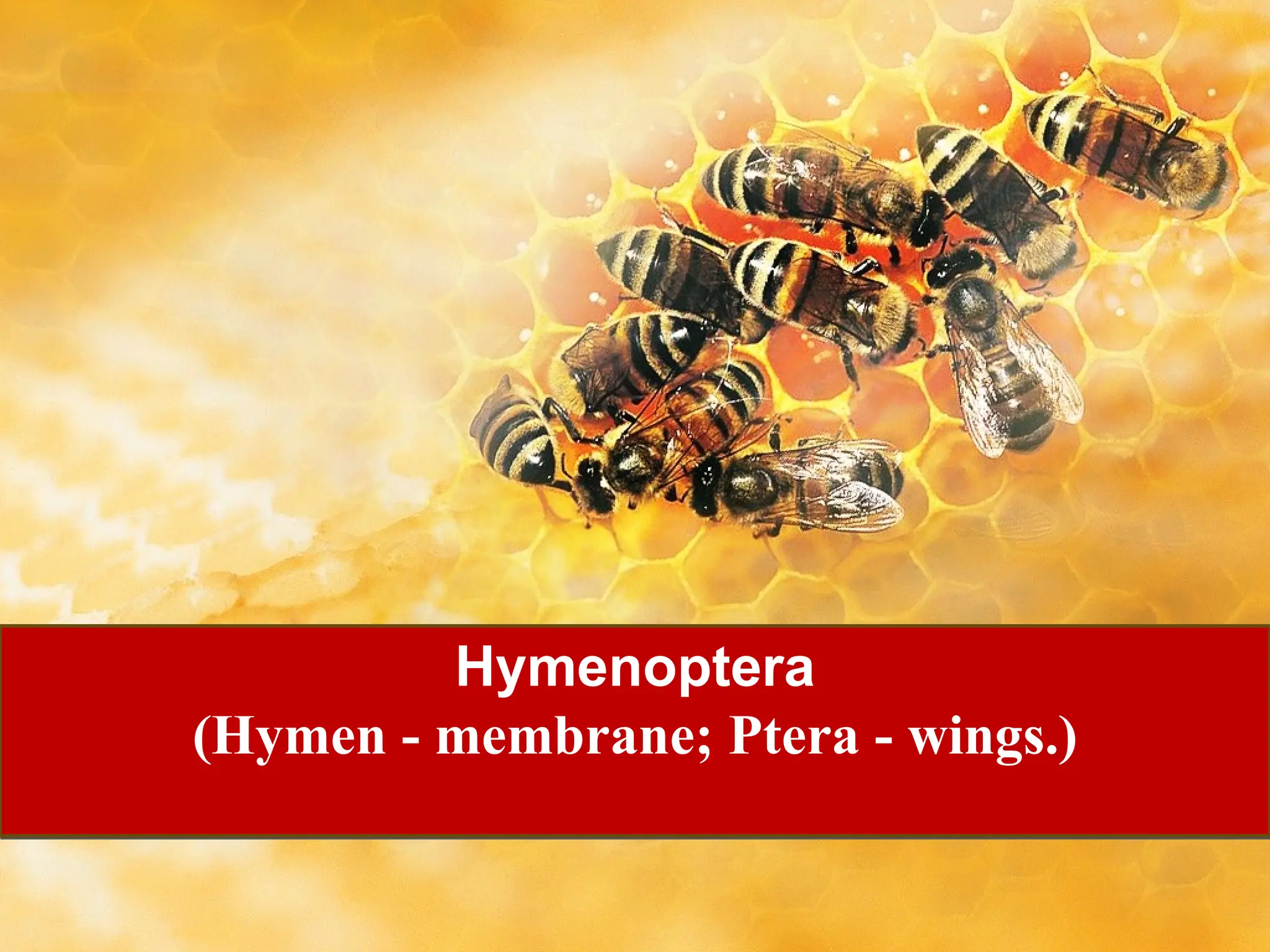 "Hymenoptera: A Diverse and Fascinating Order".pptx