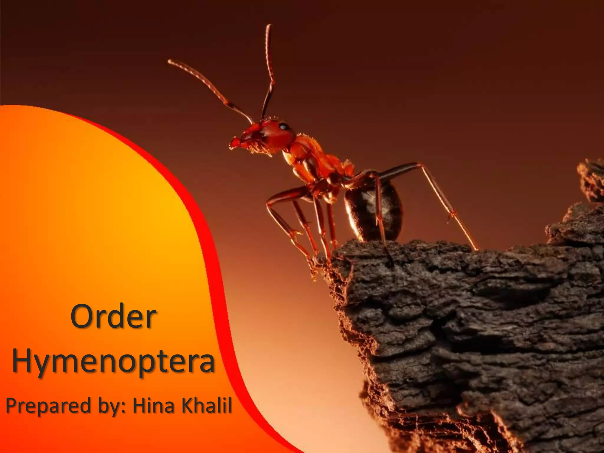 Hymenoptera | PPTX