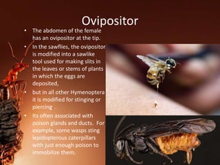 Hymenoptera | PPTX