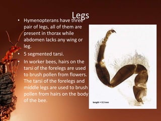 Hymenoptera | PPTX