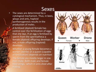 Hymenoptera | PPTX