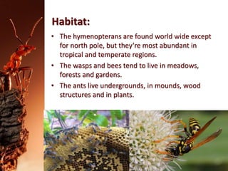 Hymenoptera | PPTX