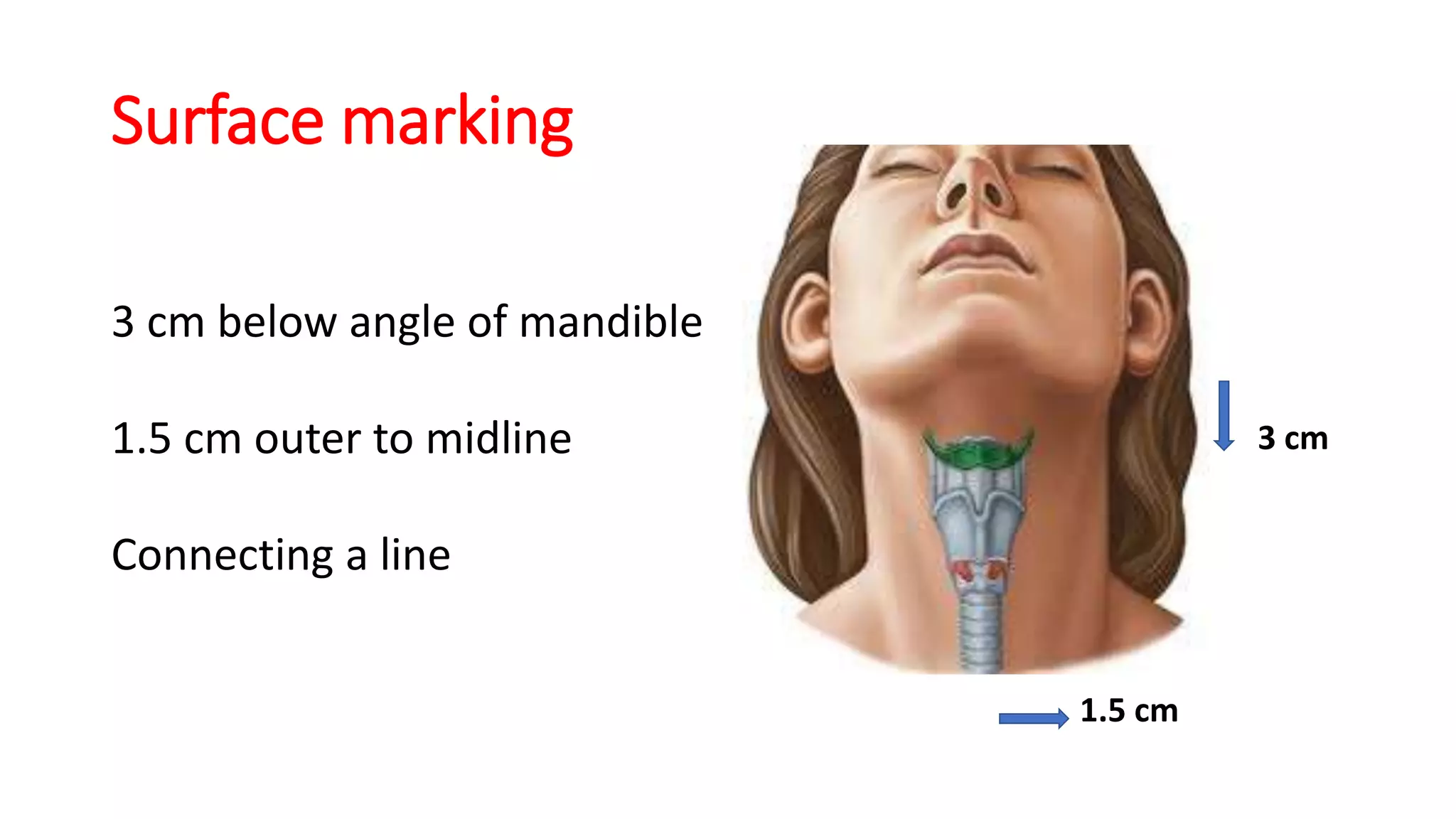 ANATOMY OF THE Hyoid bone | PDF