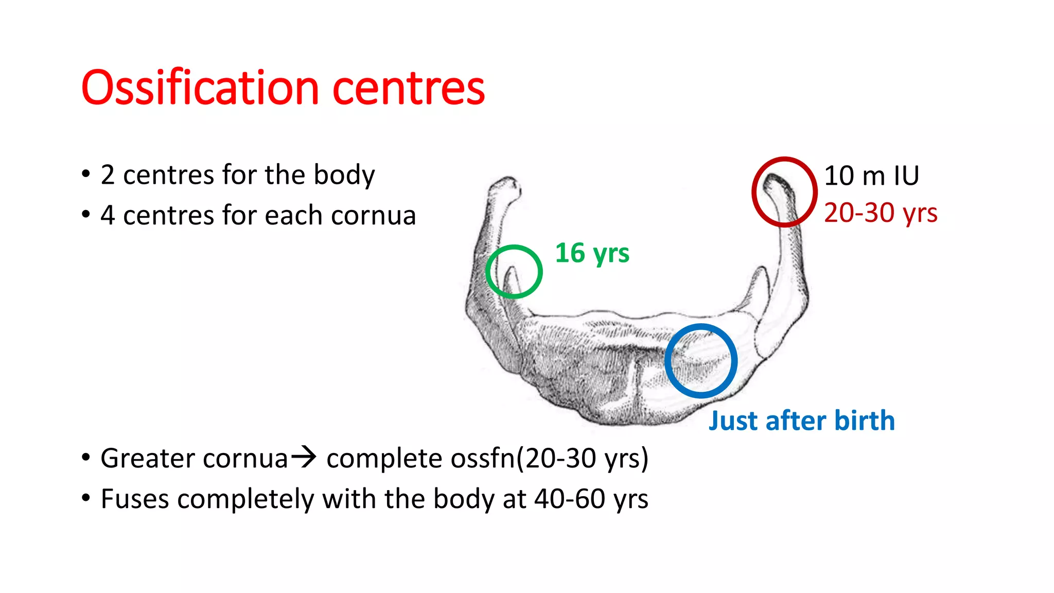 ANATOMY OF THE Hyoid bone | PDF