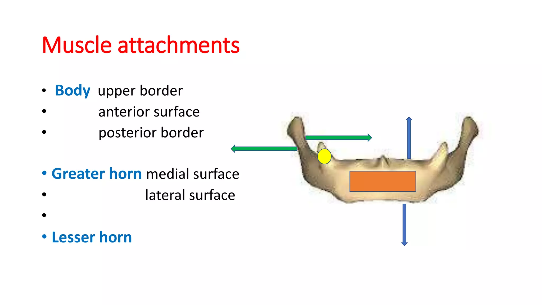 ANATOMY OF THE Hyoid bone | PDF