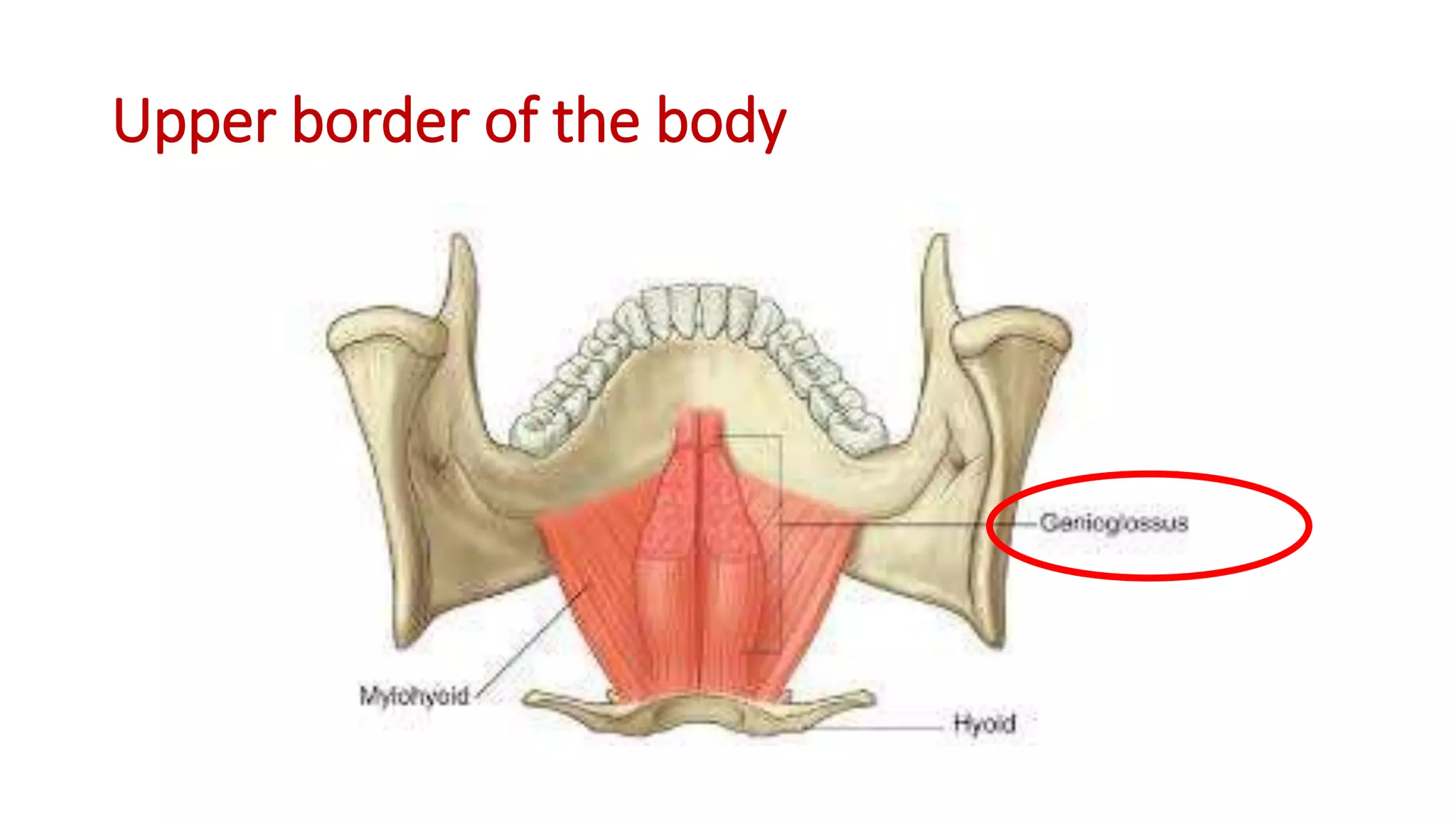 ANATOMY OF THE Hyoid bone | PDF
