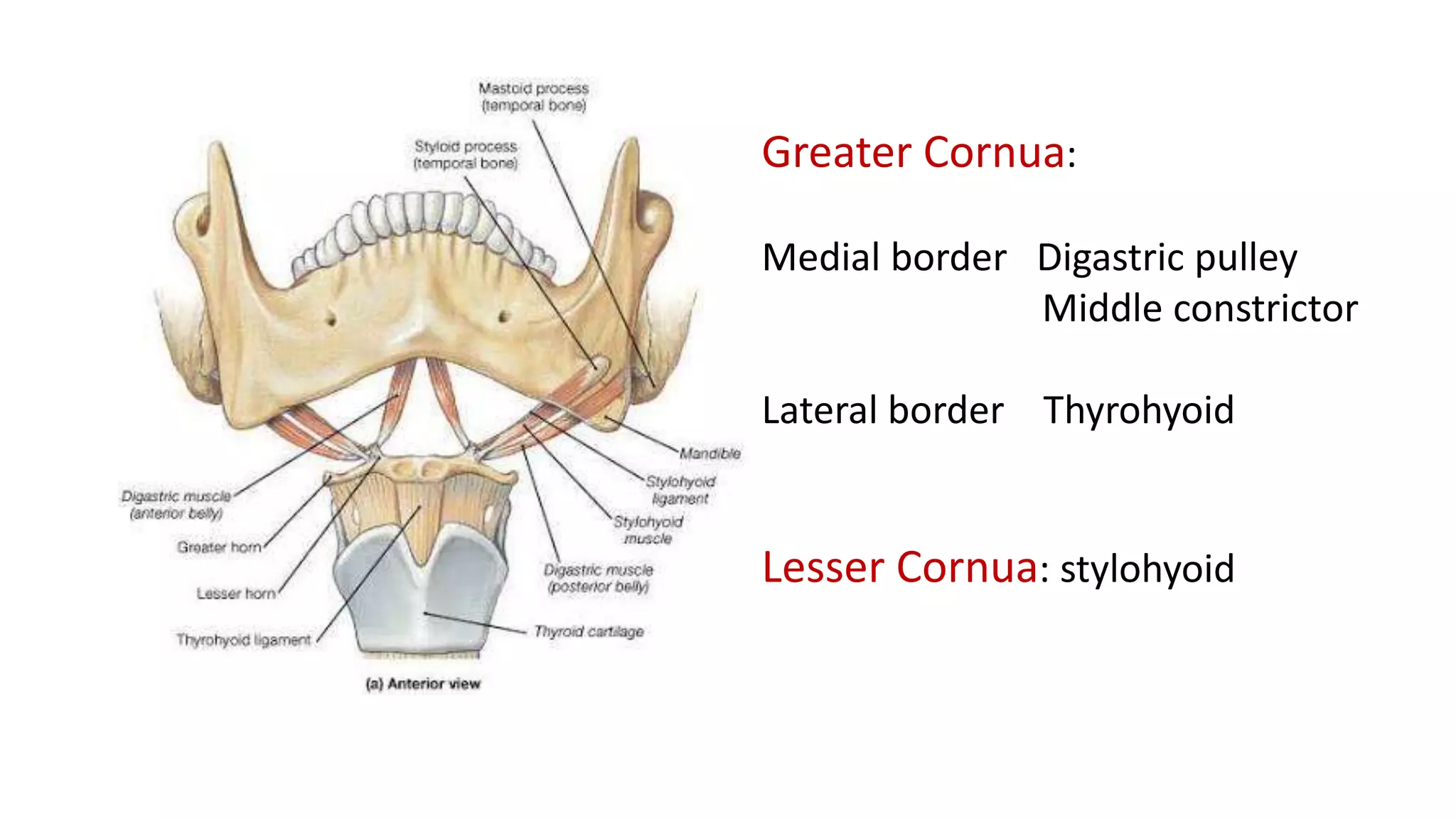 ANATOMY OF THE Hyoid bone | PDF