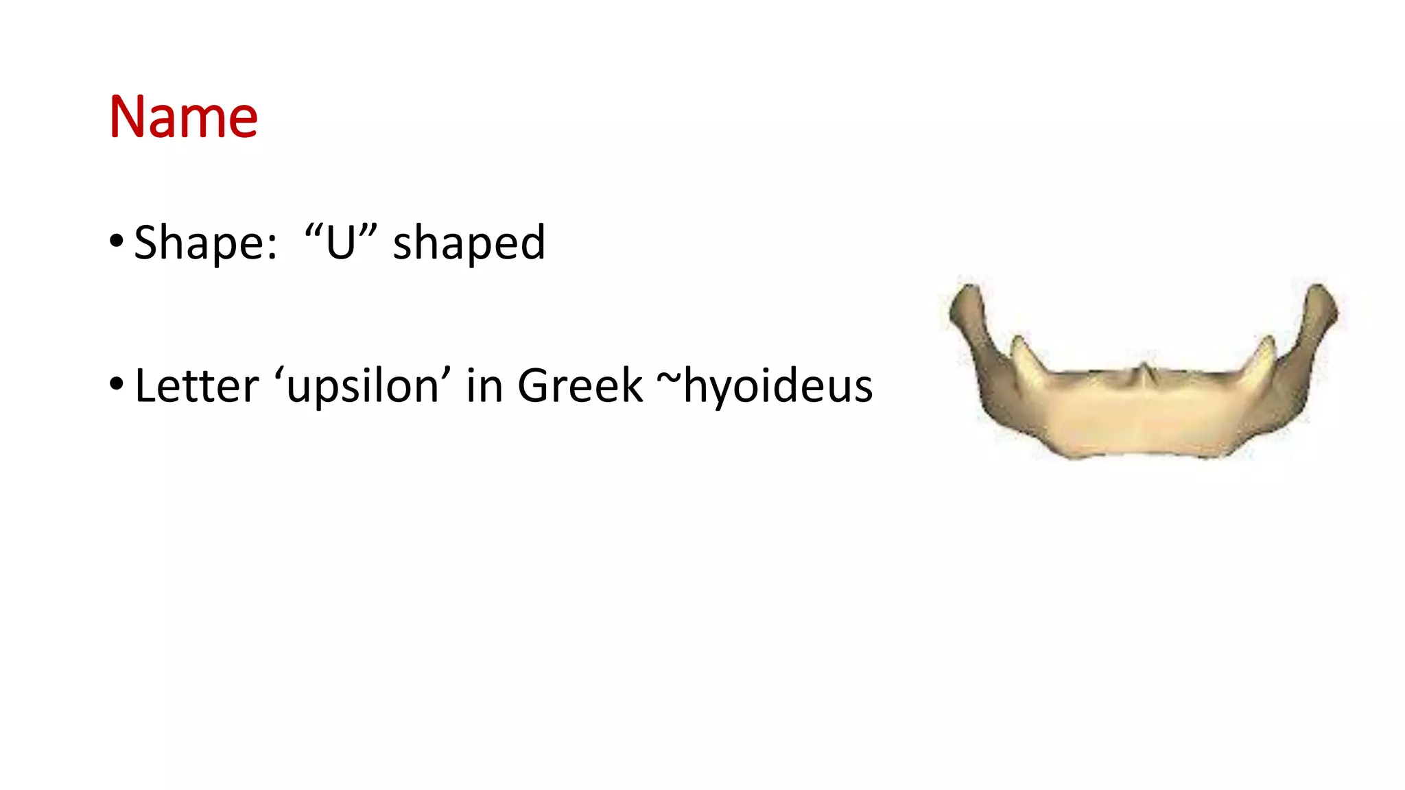 ANATOMY OF THE Hyoid bone | PDF