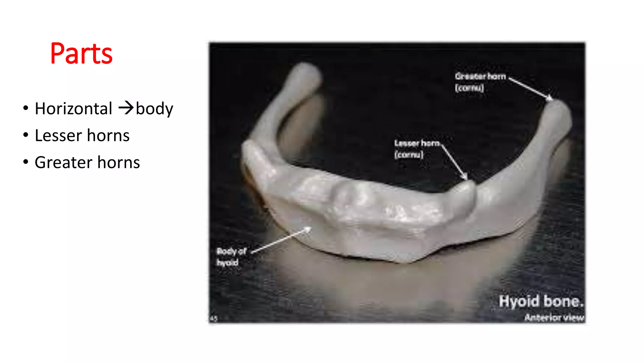 ANATOMY OF THE Hyoid bone | PDF