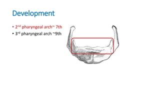 ANATOMY OF THE Hyoid bone | PDF