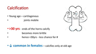 ANATOMY OF THE Hyoid bone | PDF