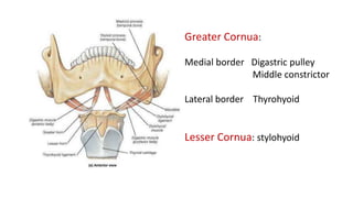 ANATOMY OF THE Hyoid bone | PDF