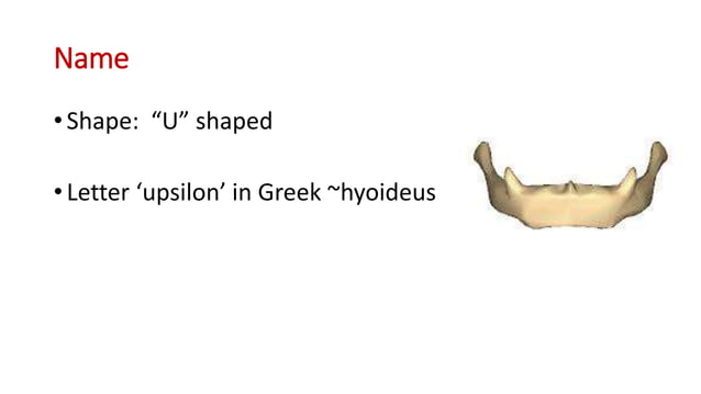 ANATOMY OF THE Hyoid bone | PDF