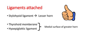 ANATOMY OF THE Hyoid bone | PDF