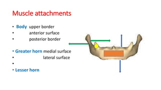 Hyoid bone | PPTX | Bone and Joint Conditions | Diseases and Conditions