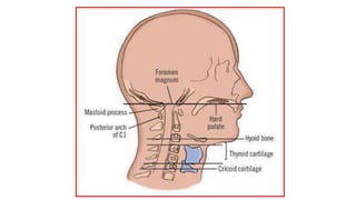 Hyoid bone | PPTX