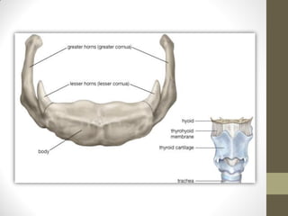 Hyoid bone by asif | PDF