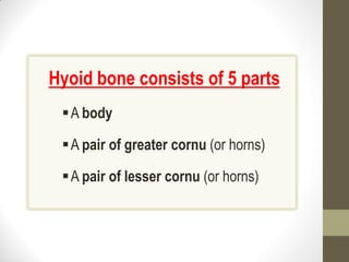 Hyoid bone by asif | PPT