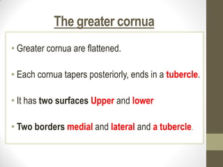 Hyoid bone by asif | PPT
