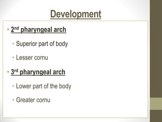Hyoid bone by asif | PPT