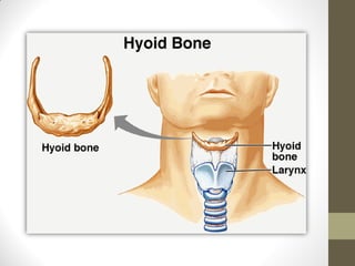 Hyoid bone by asif | PDF