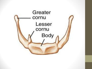 Hyoid bone by asif | PPT