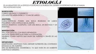 Hyostrongylus rubidus parásitos en animales | PPTX