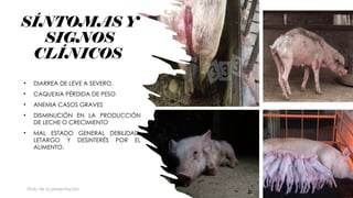 Hyostrongylus rubidus parásitos en animales | PPTX