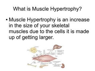 Muscle Hypertrophy | ODP
