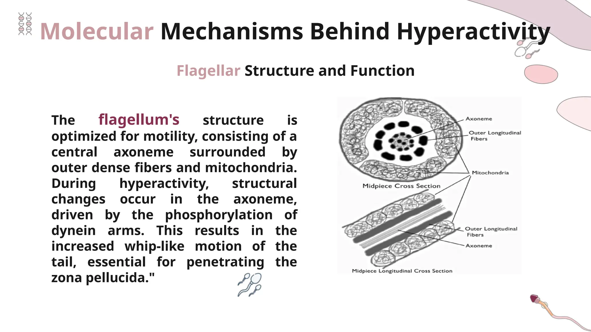 Hyper activity motility during capacitation.pptx