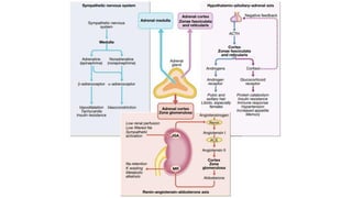 Hyperaldosteronism | PDF