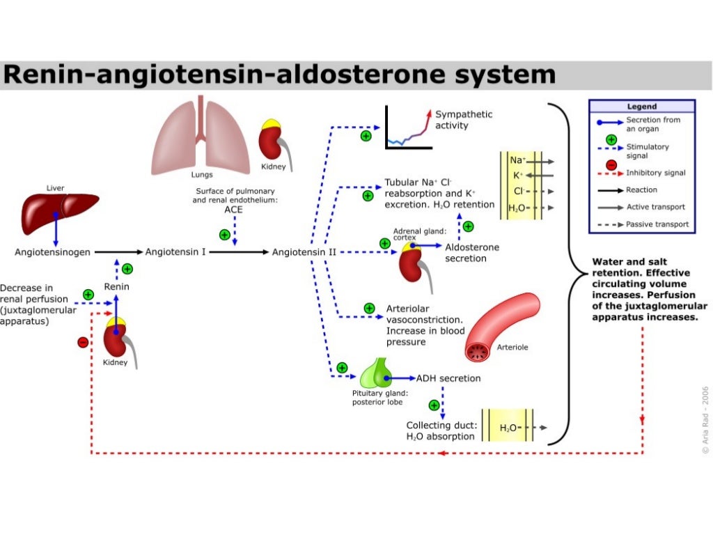 Hyperaldosteronism 3 26-14