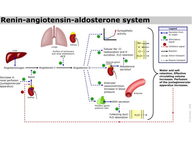 Hyperaldosteronism 3 26-14